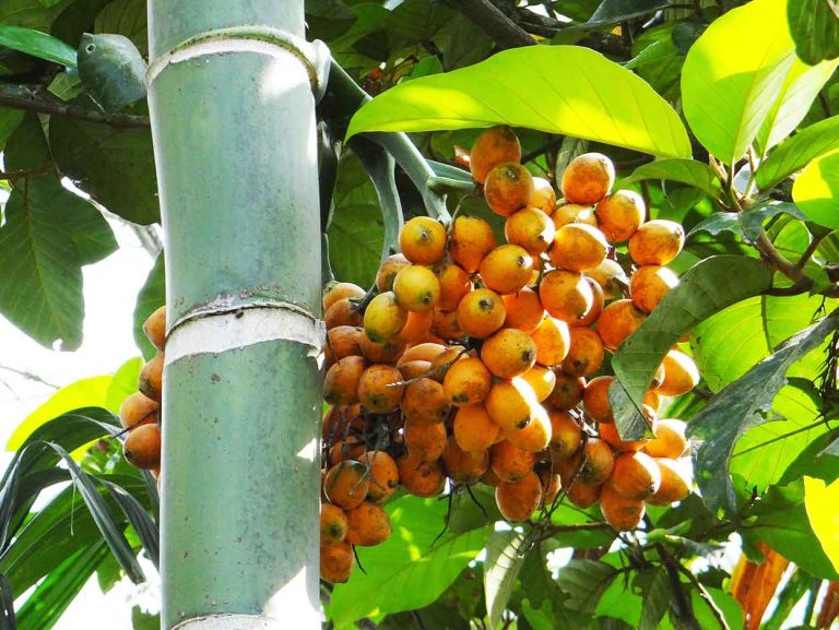 14 Manfaat Buah Pinang dan Cara Pengunaannya – Attaubah Center